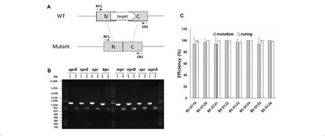Deletion Of Eight Extracellular Protease Genes In B Subtilis A