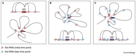 X Inactivation Xist Rna Uses Chromosome Contacts To Coat The X