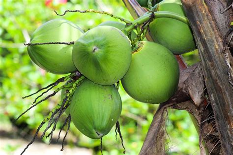 7 Manfaat Air Kelapa Muda Untuk Kesehatan Yang Penting Diketahui
