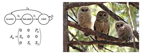 Demographic Methods Peery Wildlife Ecology Conservation Lab