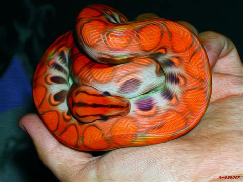 rainbow boa full hd wallpaper and background image 2048x1536 id 441837