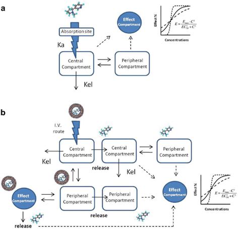 Schematic Representation Of Compartmental Model Frameworks With