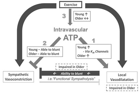 Our Hyper Polarizing Story Understanding Atp Mediated Vasodilatation