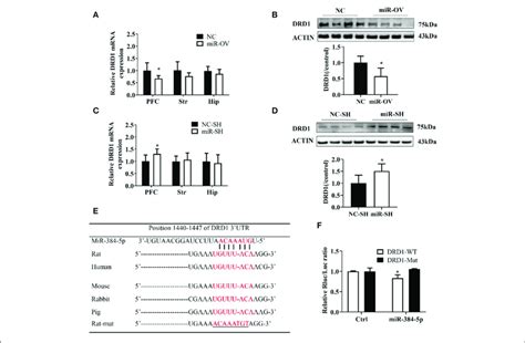 Mir 384 5p Up Or Down Regulation Alters Drd1 Expression Levels A B