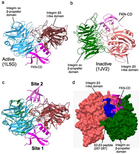 A A Docking Model Of Fkn Cd Integrin αvβ3 Active Interaction [25