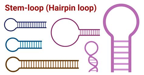 Stem Loop Hairpin Loop Properties Types Examples Uses