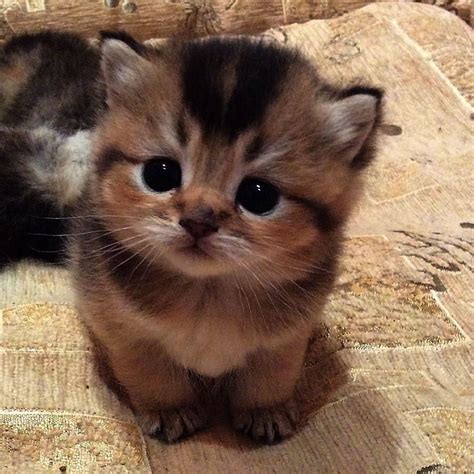 Kitty Cute Boobpedia Telegraph