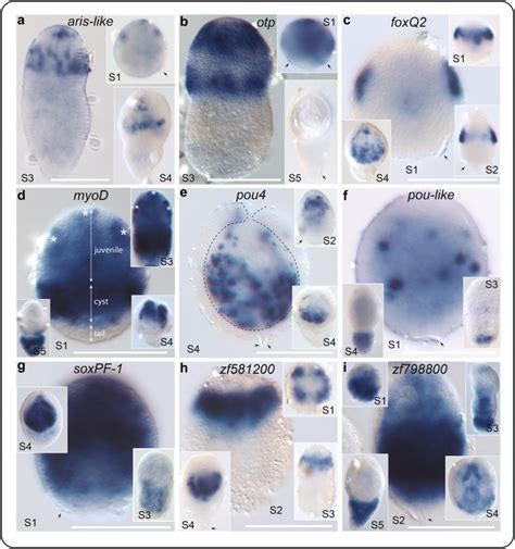 Genome Wide Transcriptome Profiling And Spatial Expression Analyses