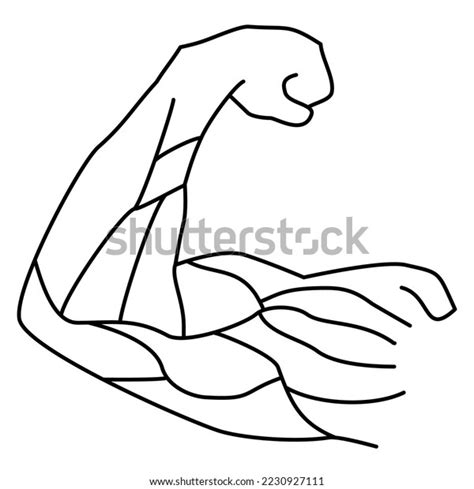22 Thin Forearm Anatomy Gambar Foto Stok And Vektor Shutterstock