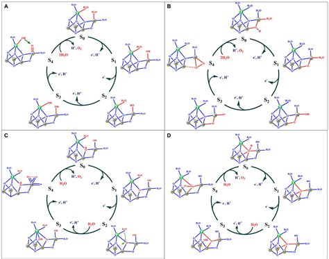 Frontiers Mimicking The Oxygen Evolving Center In Photosynthesis