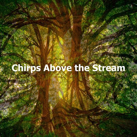 Chirps Above The Stream Album By Nature And Rainforest Sounds