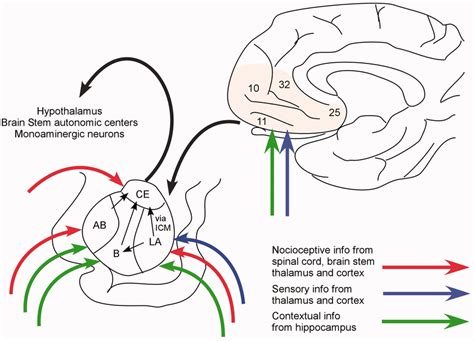 Conditioned Fear Extinction Circuitry Fear Conditioning Is Mediated In
