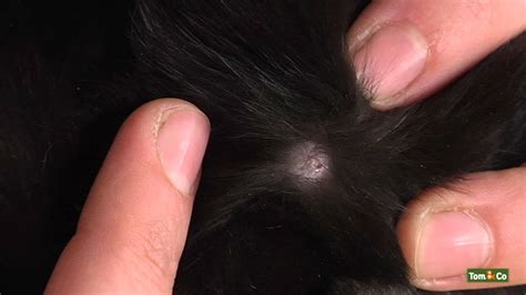 Afbeelding Teek Hond How To Protect Your Furry Friend With One Simple