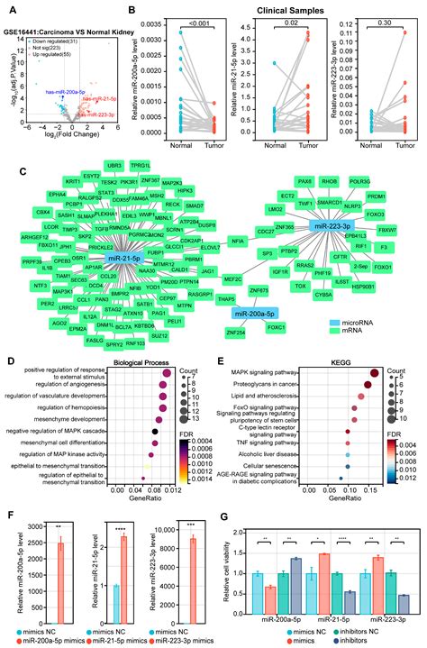 Ijms Free Full Text A Novel Defined Panoptosis Related Mirna