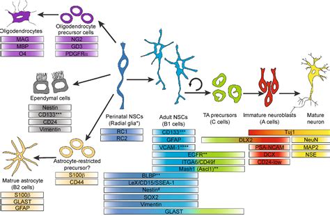 Neural Progenitor Cell Markers