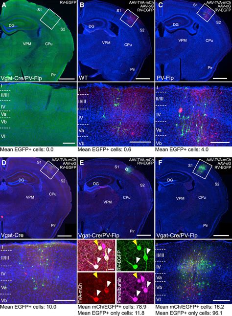 Validating Intersectional Constructs For Cell Type Specific Tracing In