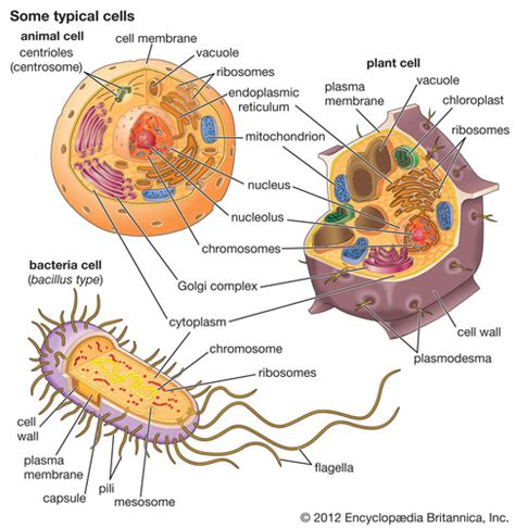 Cell Structure And Function Biology Flashcards Quizlet