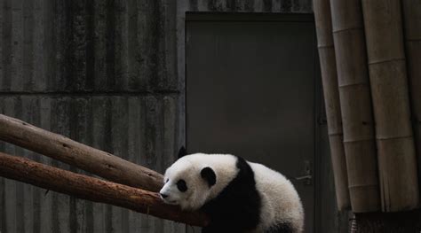 using pandas dataframes with griddb griddb open source time series