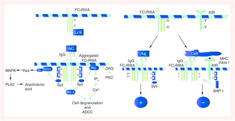 Binding Of Igg To Fcγrs Initiates Effector Immune Functions Left