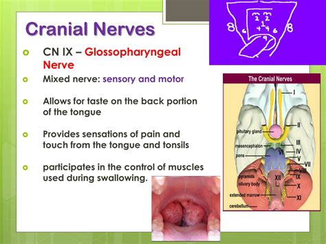 Ppt Cranial Nerves Cranial Nerve Nuclei Powerpoint Pr