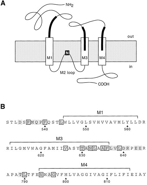 Molecular Rearrangements Of The Extracellular Vestibule In Nmdar