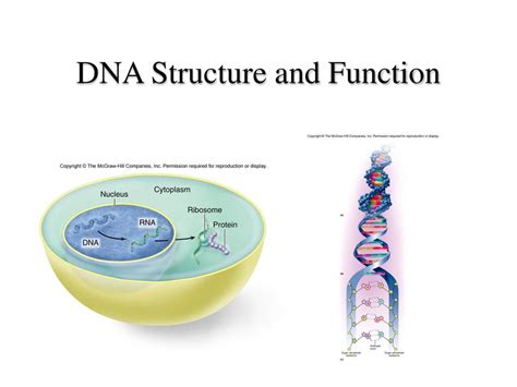 Dna Structure And Function Ppt Download