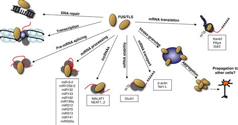 Physiological Functions And Pathobiology Of Tdp‐43 And Fus Tls Proteins