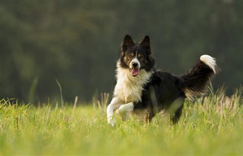 8 Problemas Que Solo Entendería El Dueño De Un Border Collie Con Mis