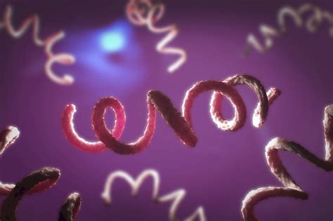 Syphilis And Hiv Whats The Connection