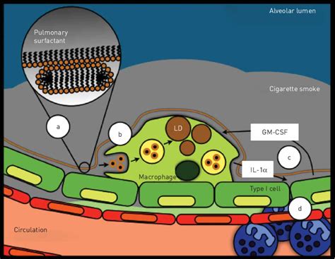 Diagram Representing The Initiation Of Cigarette Smoke Induced