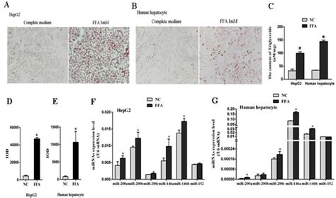 Lipid Accumulation Test Using Hepg2 Cells And Human Hepatocytes A B