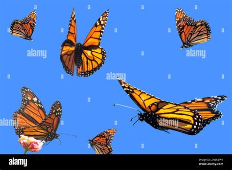 Monarch Butterfly Flight During October Fall Migration Photographic