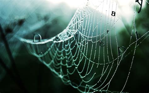 Symbols Water Drops Dew Spider Webs Spiderwebs Nature Hd