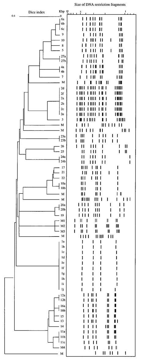 Dendrogram Illustrating Relationships Between M Tuberculosis Strains