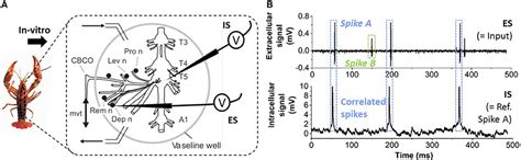 frontiers spiking neural networks based on oxram synapses for real