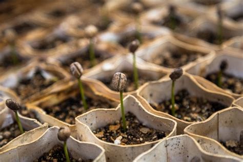 ¿cómo Germinar Semillas Con éxito Jardineria On
