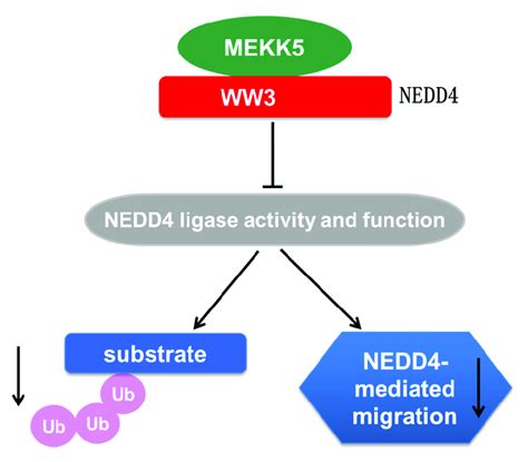 A Proposed Model Of Regulation Of Nedd4 Through Interacting With Mekk5