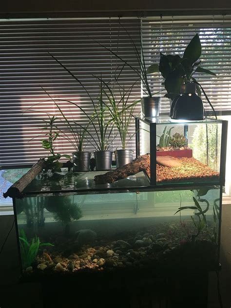 Creative Indoor Turtle Tank Setup Ideas Home Aquarium Turtle Pond