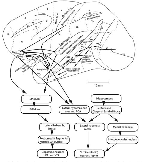Figure 1 From The Roles Of The Orbitofrontal Cortex Via The Habenula In