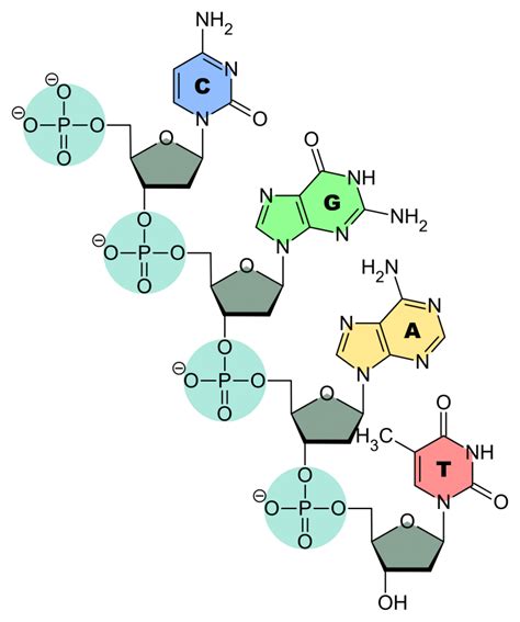 Dna Structure And Function Definition Examples And Diagrams