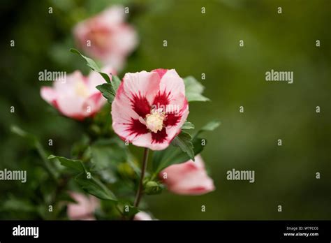 Hibiscus Syriacus Known As Korean Rose Rose Of Sharon Syrian Ketmia