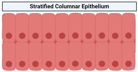 Stratified Columnar Epithelium Structure Functions Examples