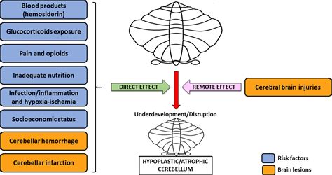 Frontiers Cerebellum And Prematurity A Complex Interplay Between