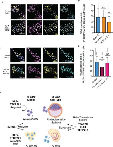Klf4 And Tfcp2l1 Are Not Required For Proliferation In Extended