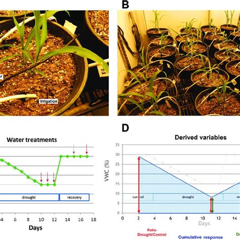 Irrigation System And Treatments Imposed To Induce Drought Stress A