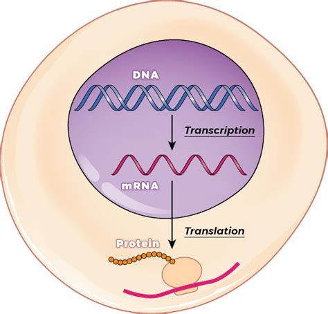 Analyzing Tumor Rna To Improve Cancer Precision Medicine Nci