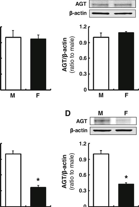 Sex Differences In Agt Levels In Primary Cultured Hepatocytes And Renal