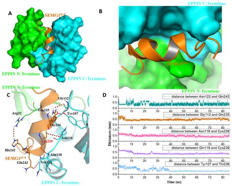Binding Interactions Of Epididymal Protease Inhibitor And Semenogelin 1