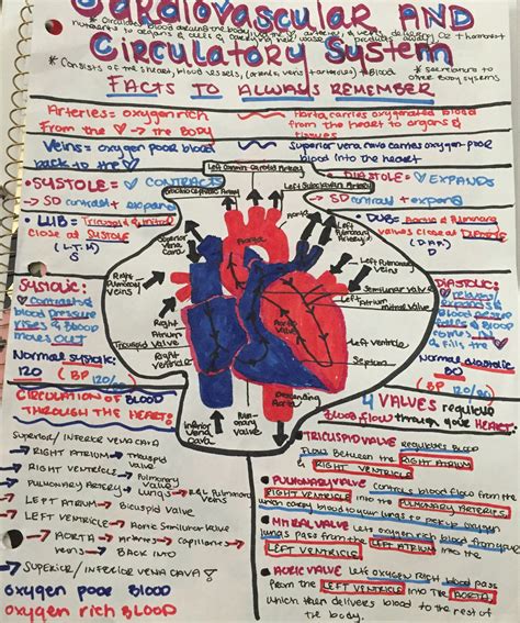 The Cardiovascular System And The Parts Of Your Heart