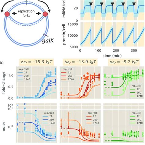 Accounting For Gene Copy Number Variability During The Cell Cycle A